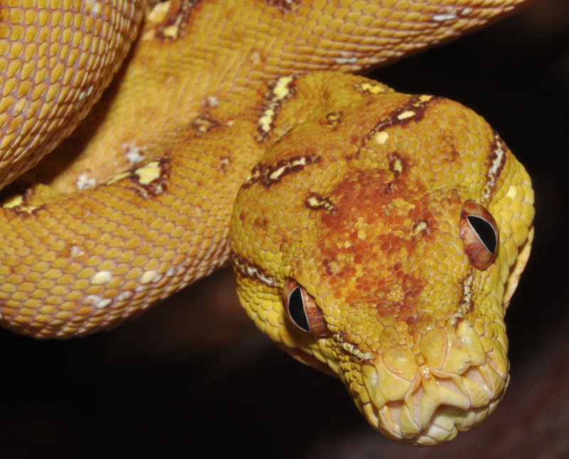 Schlangenarten - Schlangenwelt